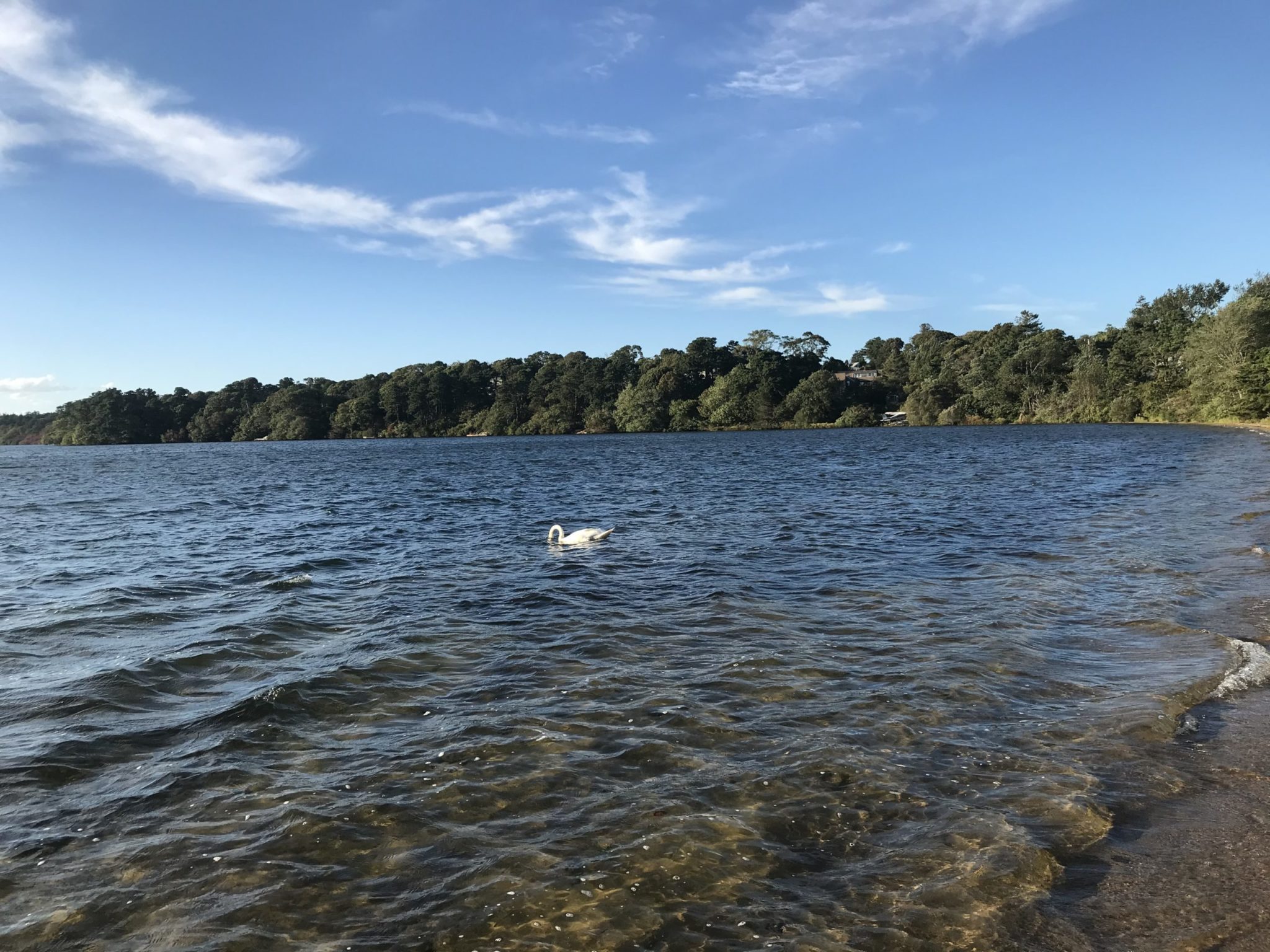Maggie, the Cormorant of Long Pond | Cape Cod Climate Change Collaborative